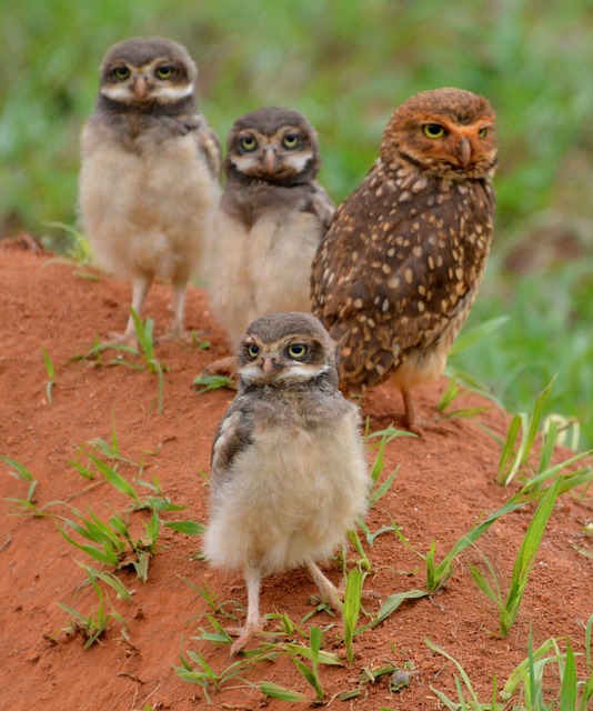 Características dos Animais do Cerrado – Mundo Ecologia