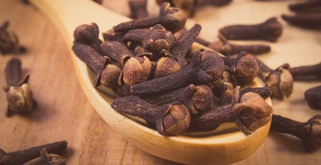 Como Plantar Pé de Cravo da Índia | Mundo Ecologia