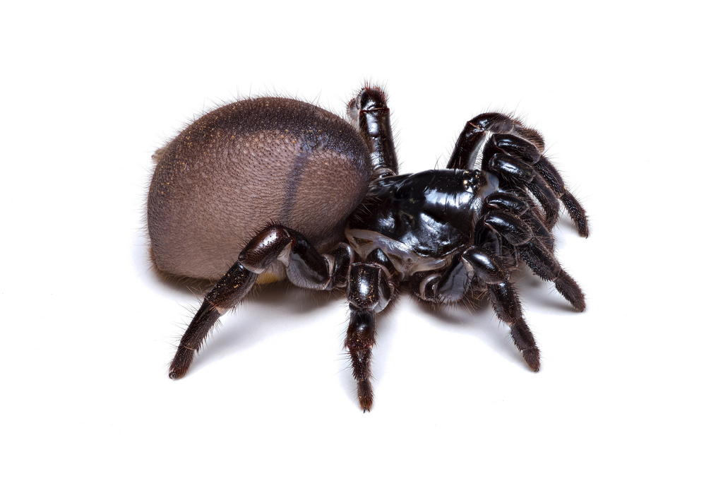 Aranha Caveira Australiana Existe? – Mundo Ecologia
