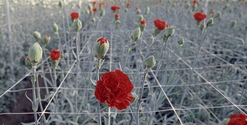 Como Plantar Pé de Cravo da Índia – Mundo Ecologia