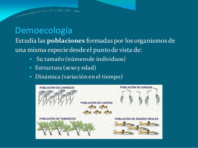 O Que é Ecologia? | Mundo Ecologia
