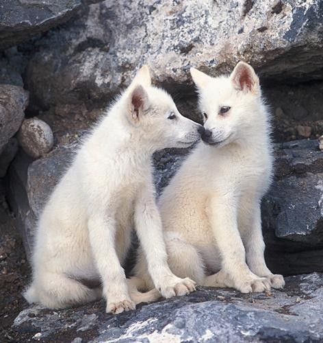 Lobo Branco Reprodução e Filhotes – Mundo Ecologia