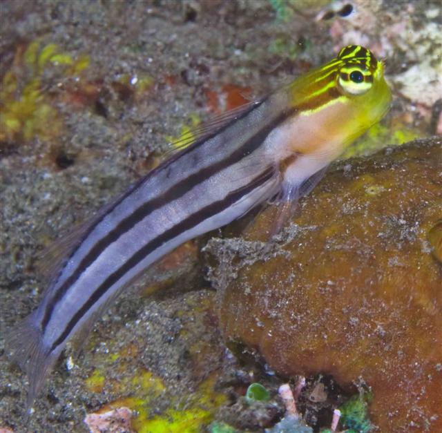 Animais Marinhos Com a Letre E | Mundo Ecologia