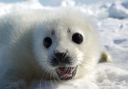 Harpa Pagophilus Groenlandicus | Mundo Ecologia