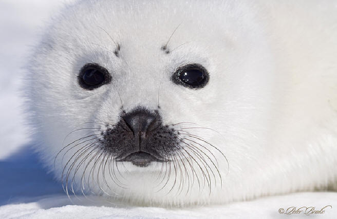 Características da Foca da Groenlândia | Mundo Ecologia