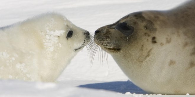 Foca Harpa Curiosidades | Mundo Ecologia