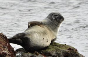 Foca Anelada Características | Mundo Ecologia