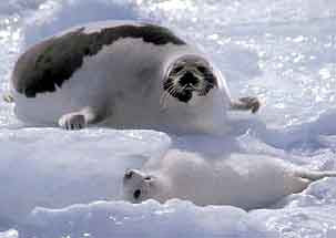 Foca Branca em Extinção | Mundo Ecologia