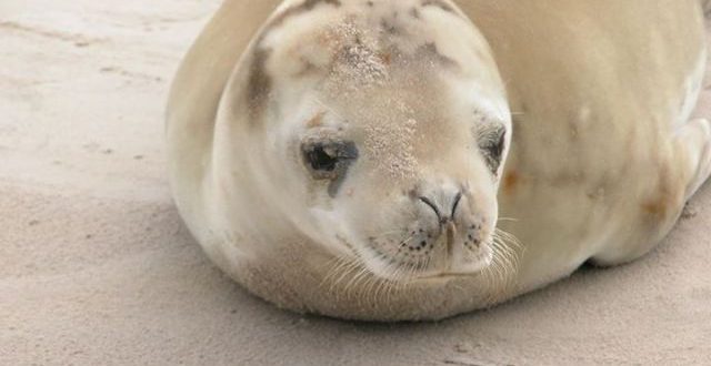 Focas da Antártida | Mundo Ecologia