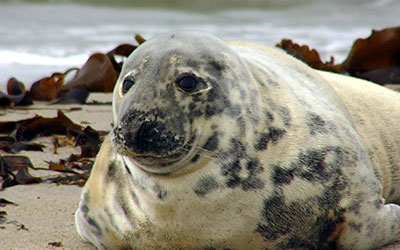 Harpa Pagophilus Groenlandicus | Mundo Ecologia