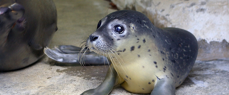 Harpa Pagophilus Groenlandicus | Mundo Ecologia
