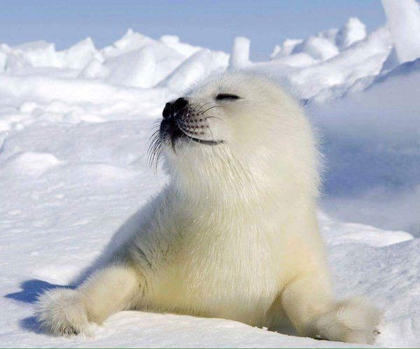 Harpa Pagophilus Groenlandicus | Mundo Ecologia