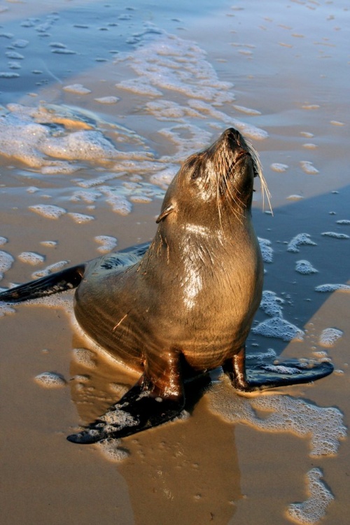 Harpa Pagophilus Groenlandicus | Mundo Ecologia
