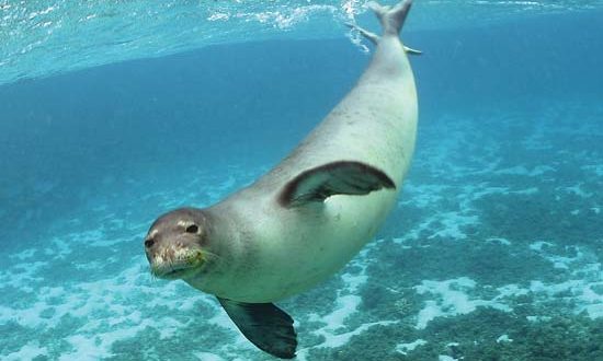 Como a Foca Se Locomove | Mundo Ecologia