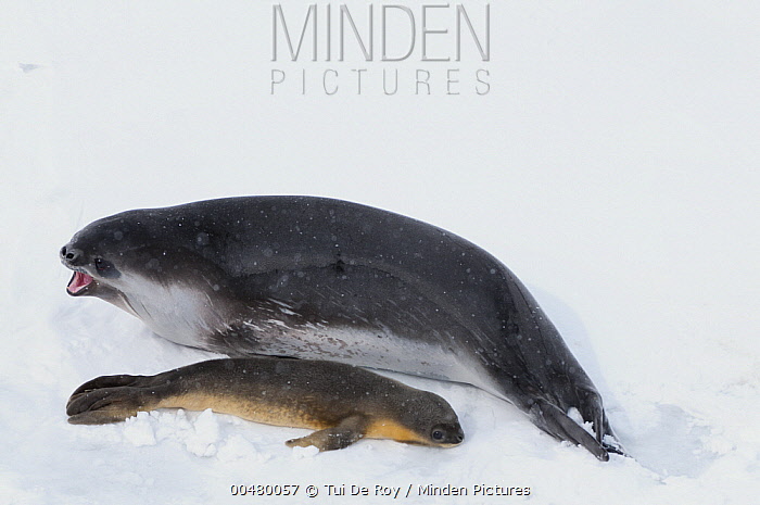 Características da Foca-de-Ross – Mundo Ecologia