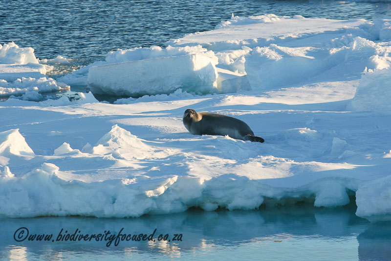 Características da Foca-de-Ross | Mundo Ecologia