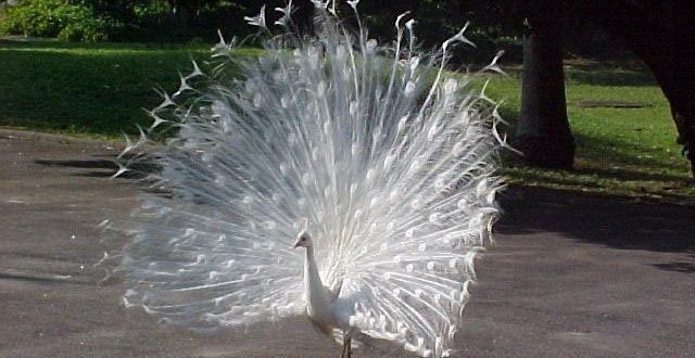 Características do Pavão | Mundo Ecologia