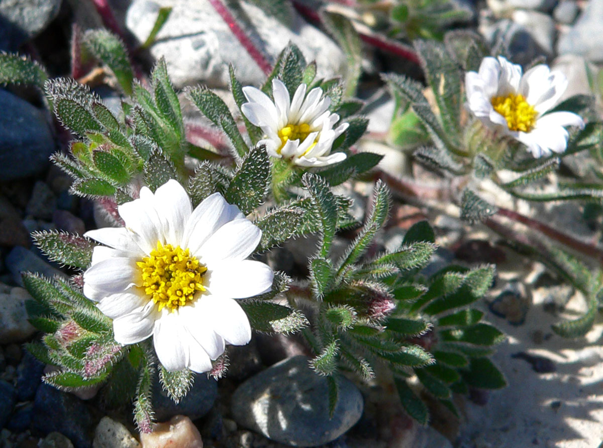 Mini Margaridas Coloridas – Mundo Ecologia