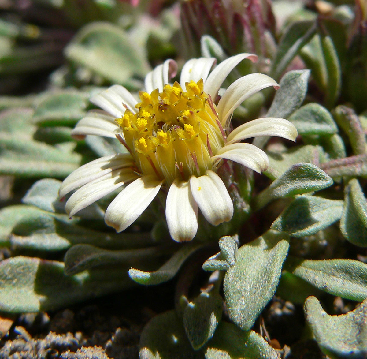 Mini Margaridas Coloridas – Mundo Ecologia