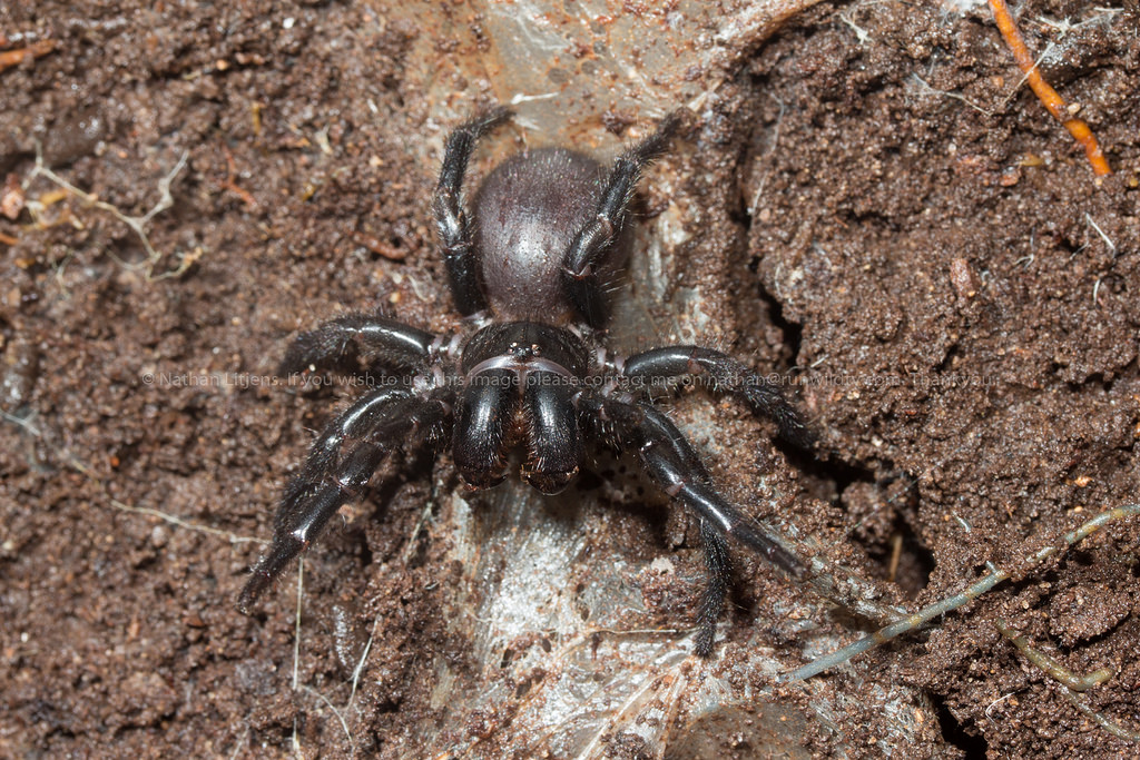 Aranha Caveira Australiana Existe? – Mundo Ecologia