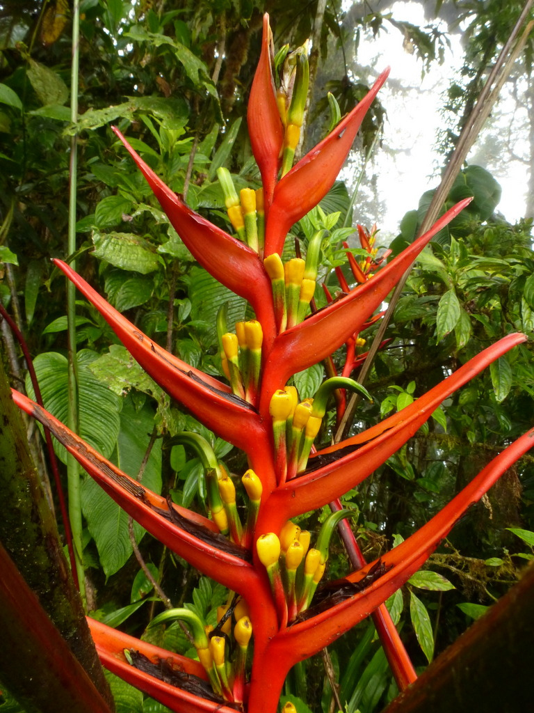 Tipos De Heliconias (FOTOS) | Mundo Ecologia