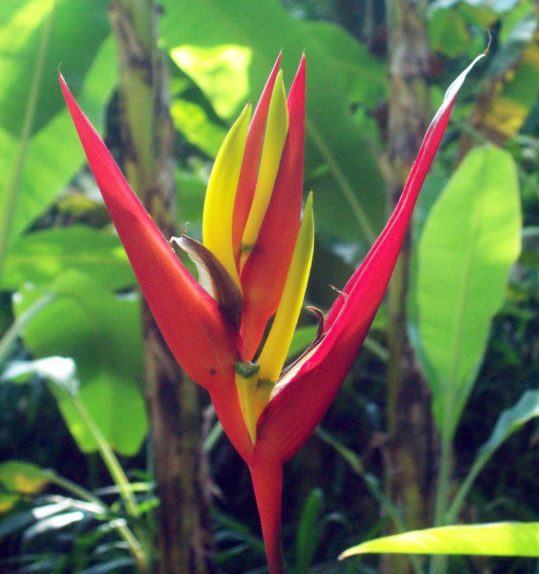 Tipos De Heliconias (FOTOS) | Mundo Ecologia