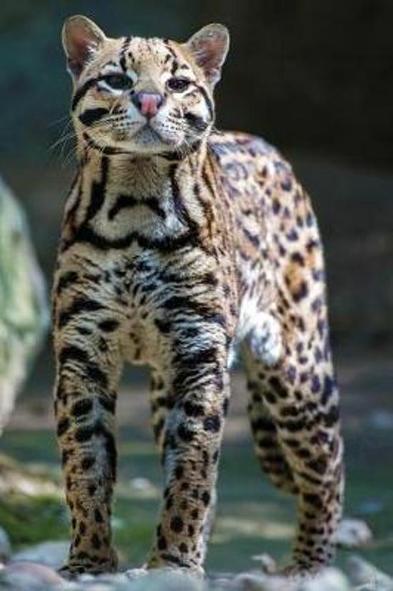 Características dos Animais do Cerrado – Mundo Ecologia