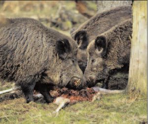 Javali Africano Phacochoerus – Mundo Ecologia