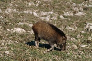 Espécies de Javali – Mundo Ecologia