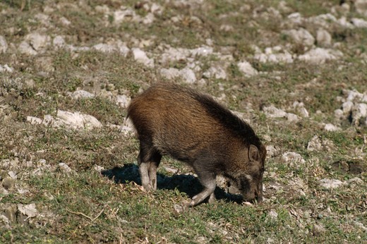 Espécies de Javali – Mundo Ecologia