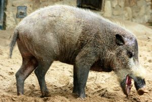 Espécies de Javali – Mundo Ecologia