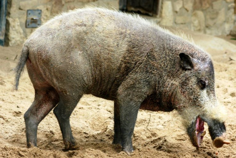 Espécies de Javali – Mundo Ecologia