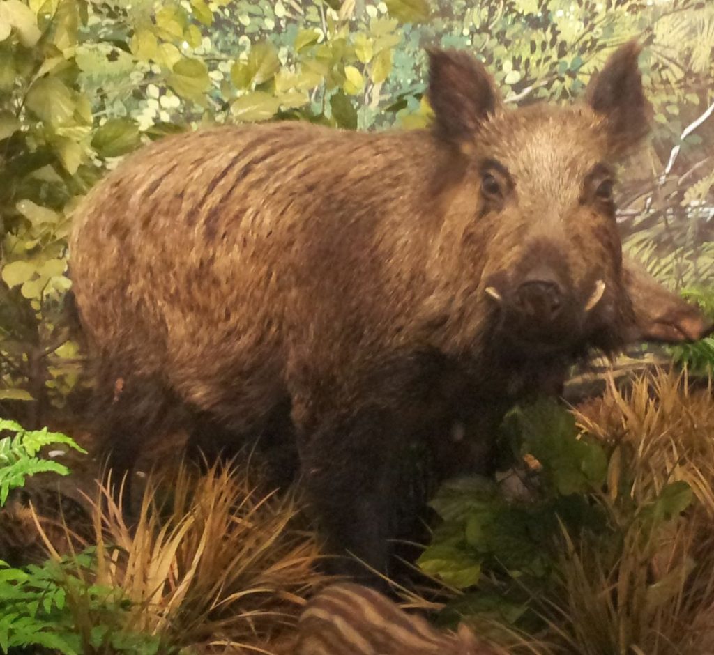 Nome Científico e Classificações Inferiores Do Javali | Mundo Ecologia