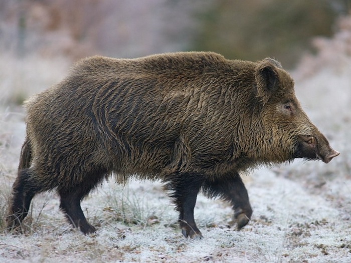Nome Científico e Classificações Inferiores Do Javali | Mundo Ecologia