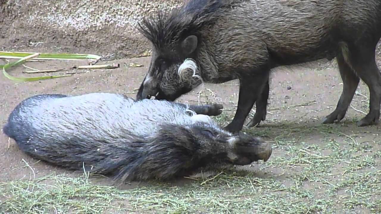 Espécies de Javali – Mundo Ecologia