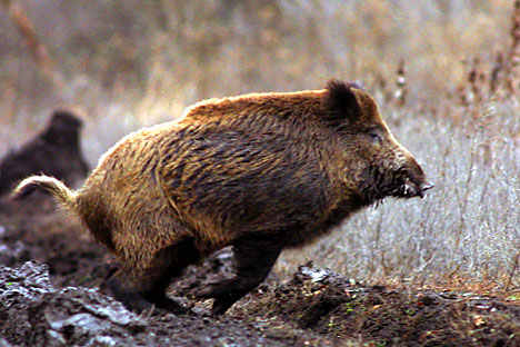 Nome Científico e Classificações Inferiores Do Javali | Mundo Ecologia