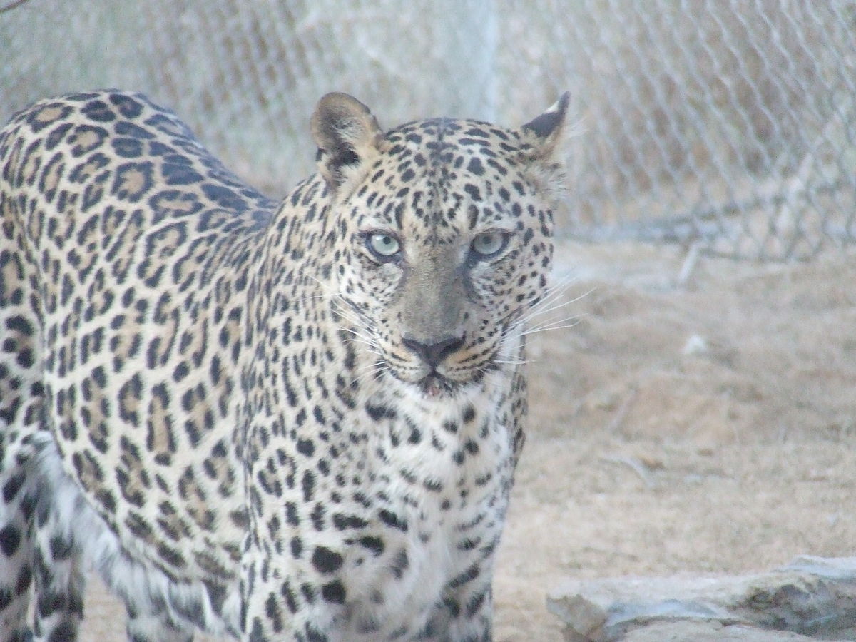 Nome Científico e Classificações Inferiores do Leopardo – Mundo Ecologia