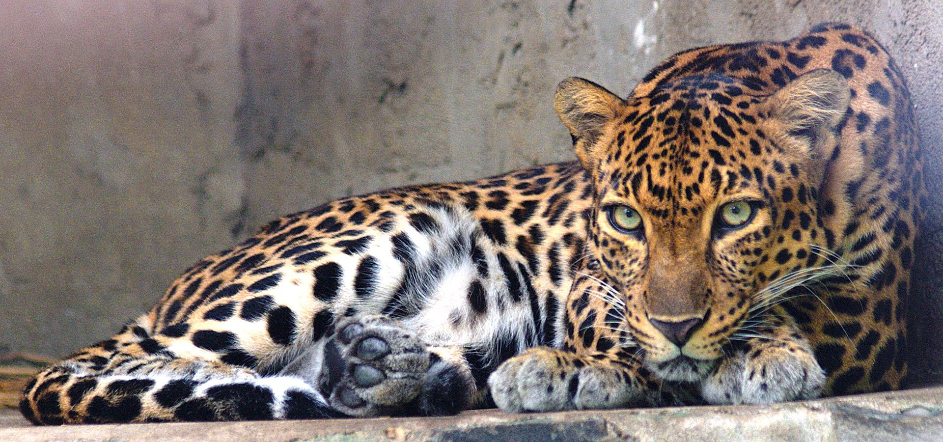 Nome Científico e Classificações Inferiores do Leopardo – Mundo Ecologia