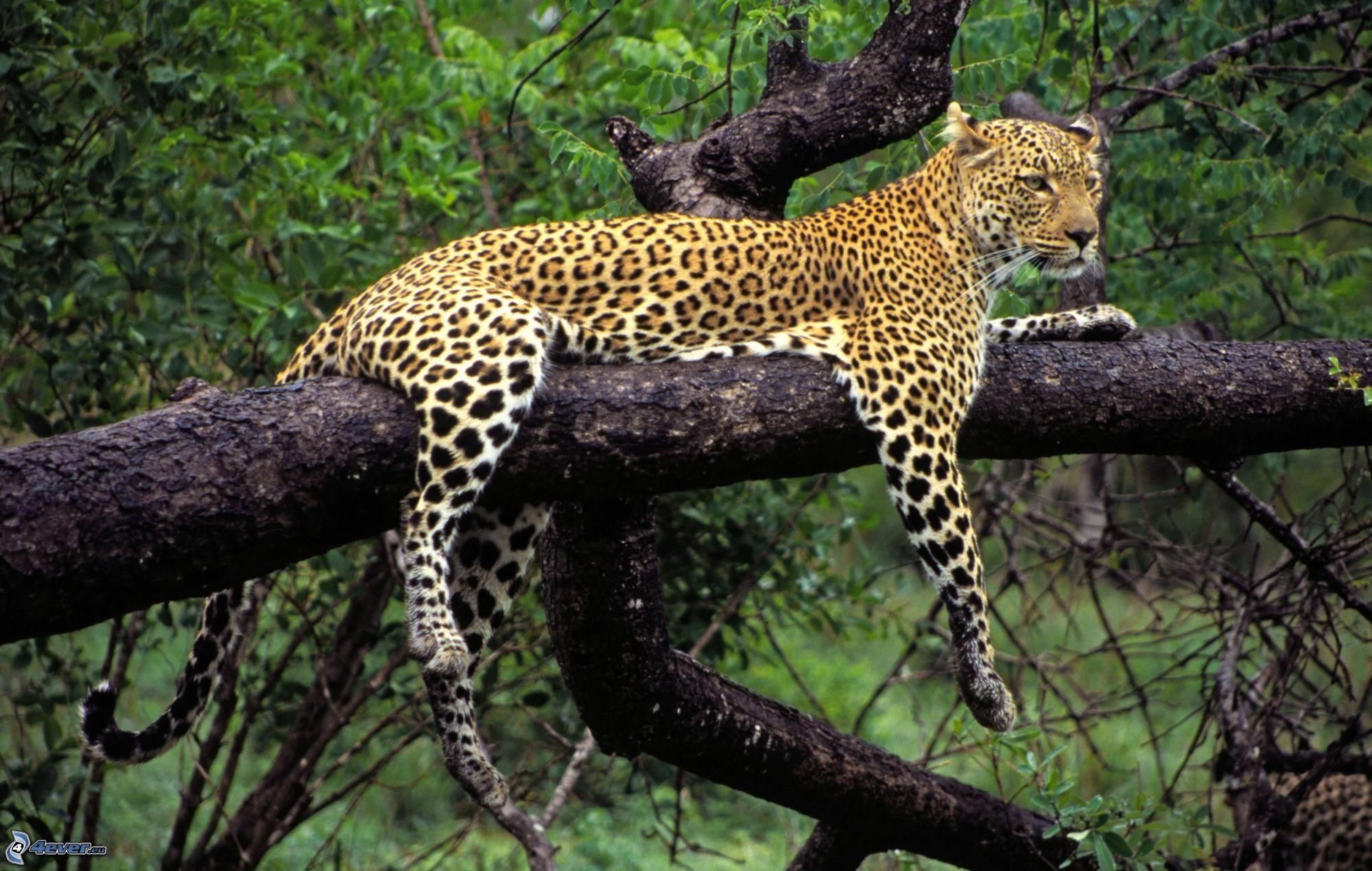 Leopardo-de-Java Características – Mundo Ecologia