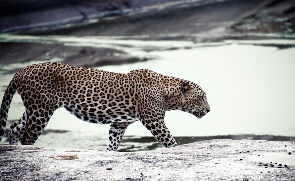 Nome Científico e Classificações Inferiores do Leopardo – Mundo Ecologia