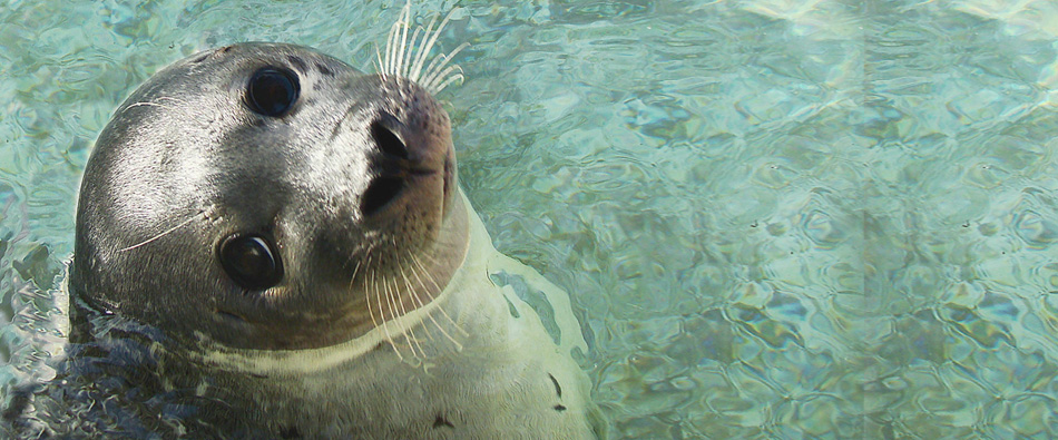 Habitat da Foca – Mundo Ecologia