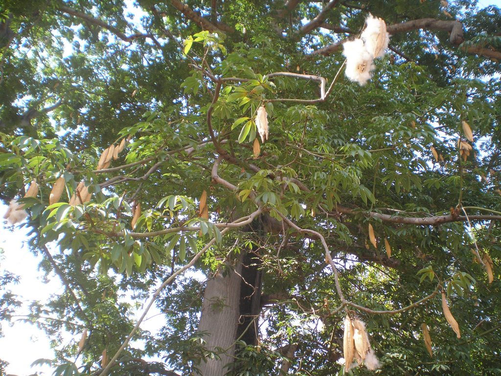 Plantas da Amazônia Em Extinção | Mundo Ecologia