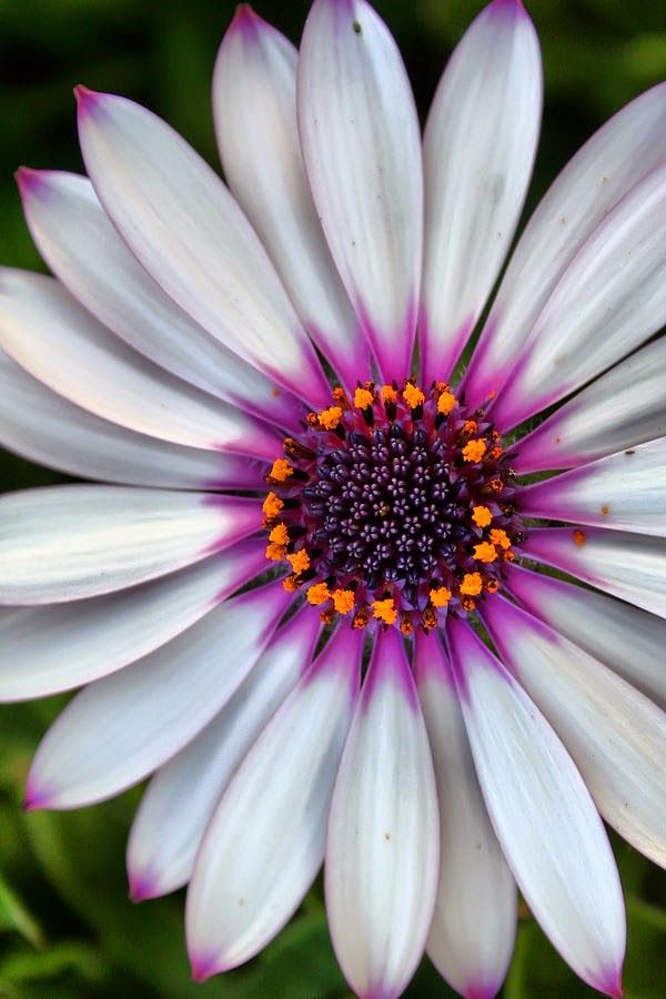 Mini Margaridas Coloridas – Mundo Ecologia