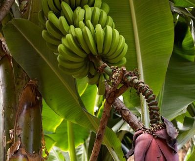 Características da Musa Acuminata | Mundo Ecologia