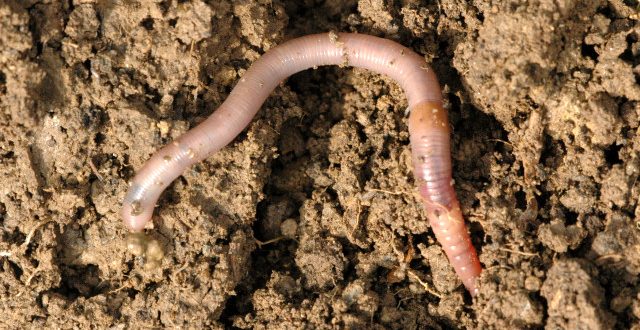 Família da Minhoca | Mundo Ecologia