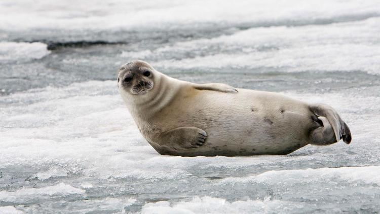 Foca Anelada Características | Mundo Ecologia