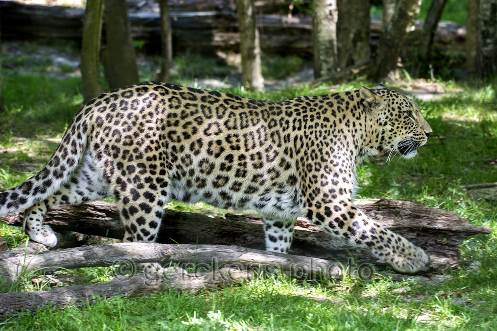 Leopardo da África Características | Mundo Ecologia