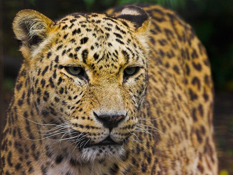 Leopardo da África Características | Mundo Ecologia