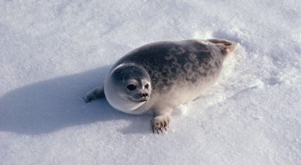 Foca Anelada Características | Mundo Ecologia