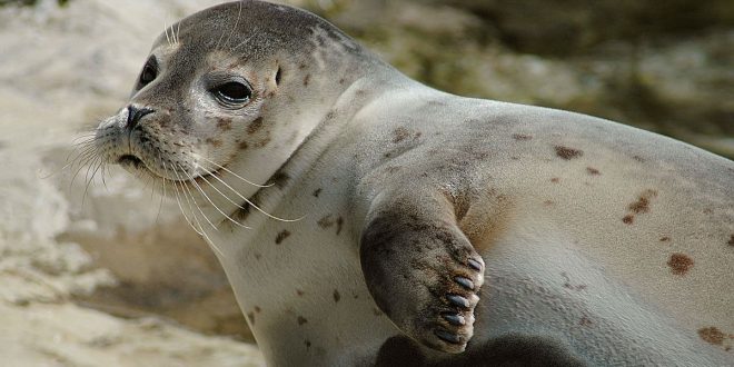 Tempo de Vida da Foca | Mundo Ecologia
